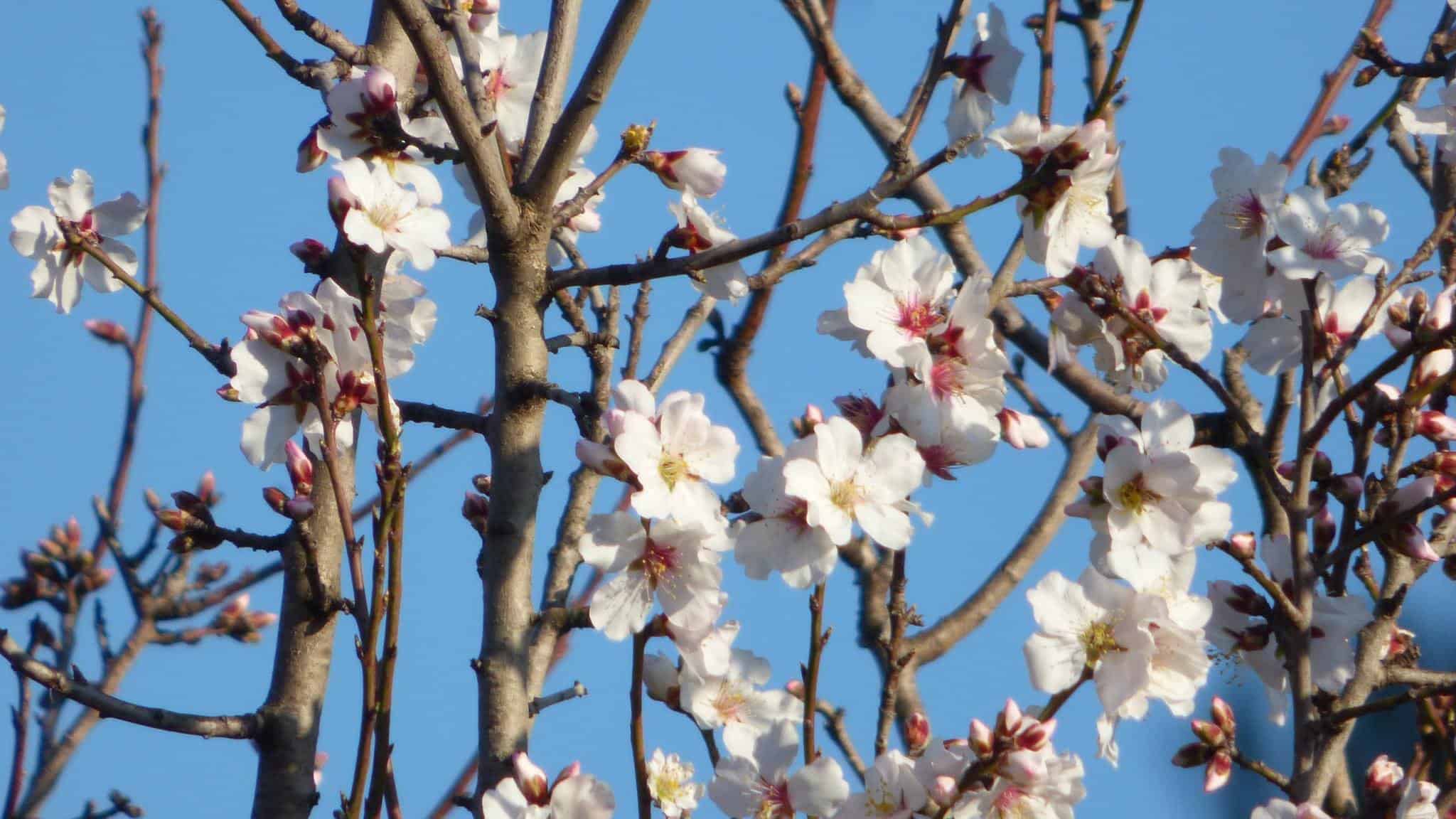 Occitanie : les premiers amandiers sont en fleur en cette mi-février