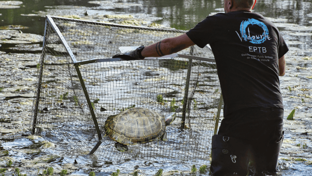 Occitanie : des tortues de Floride capturées dans le Vidourle