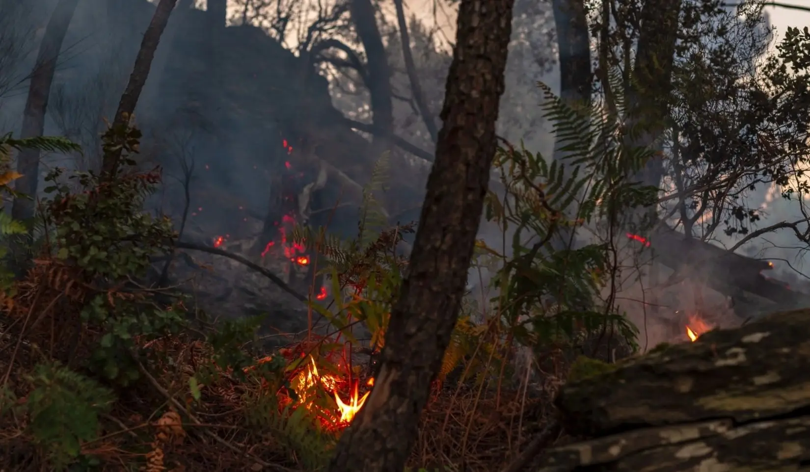 Gard : un feu détruit 2 hectares de végétation