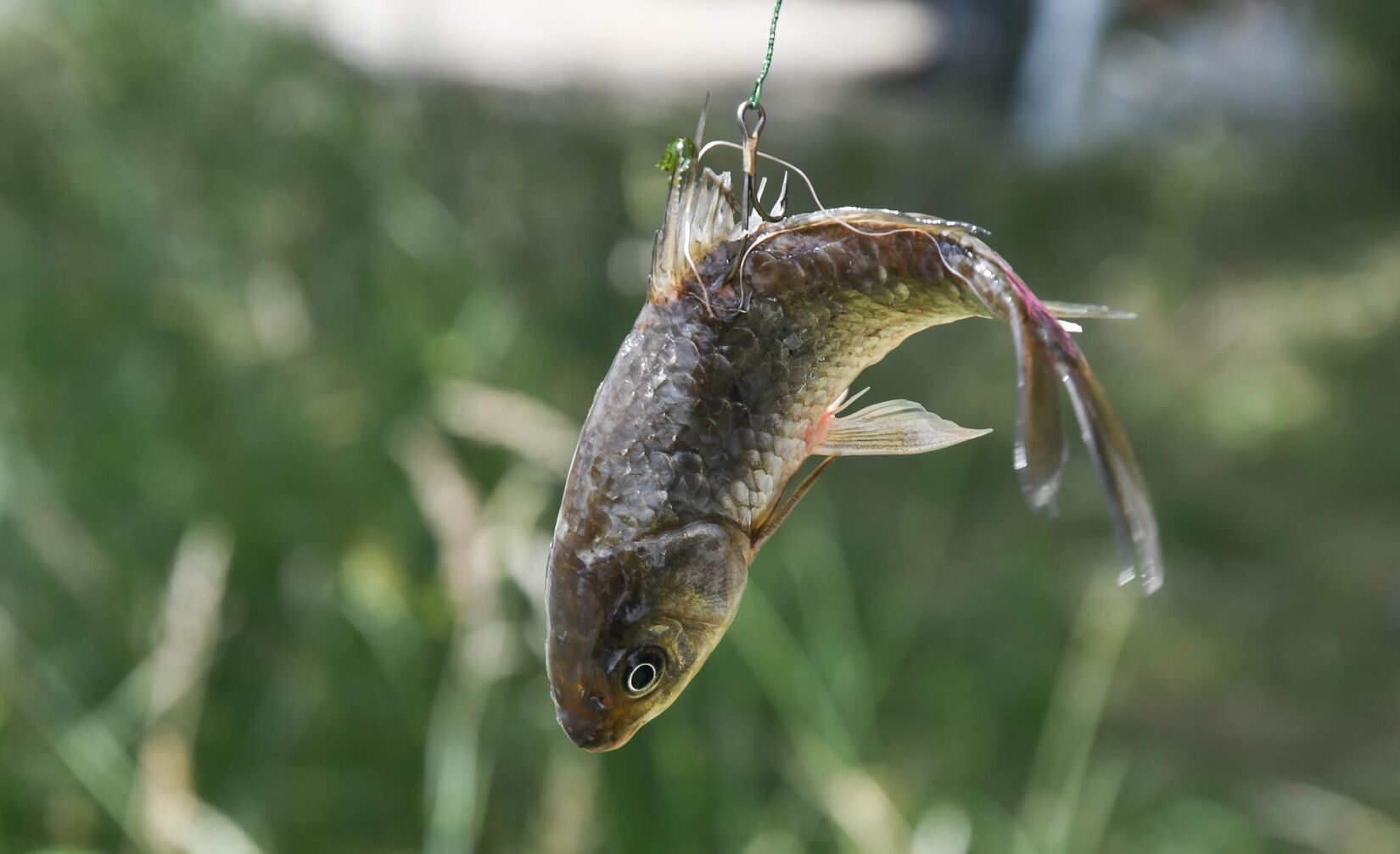 Cévennes : pêche au vif, « torturer des animaux n’est ni un sport, ni ...