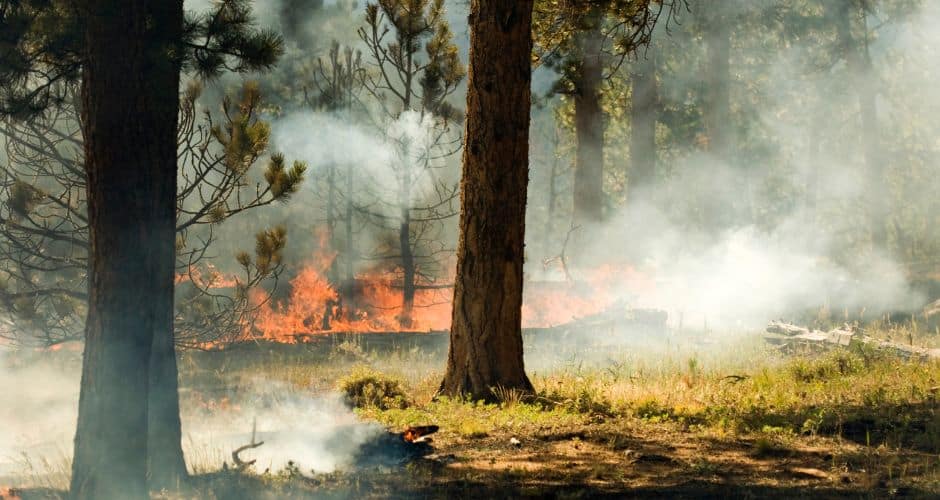 Gard : des zones classées "rouge risque feu de forêt très sévère" ce ...