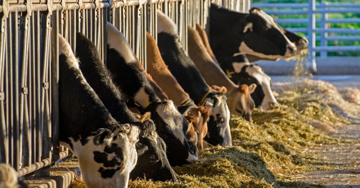 Pyrénées-Orientales : un nouveau cas de DNC détecté, quatre vaches abattues